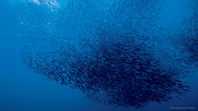 Good Catch: How to Find the Healthiest Eco-friendly Fish