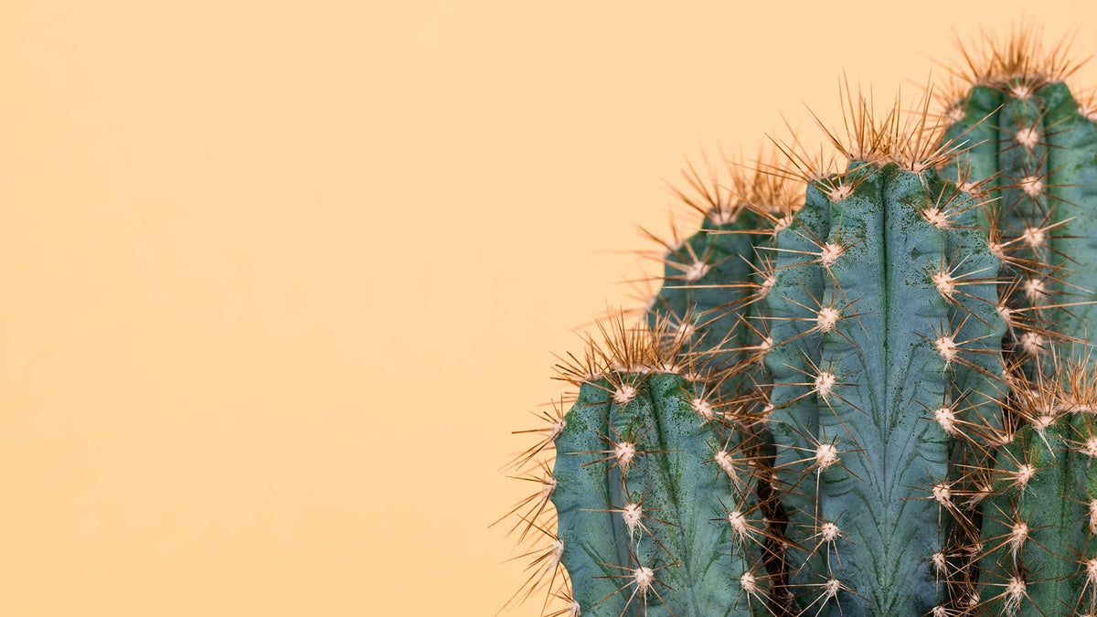 Cacti 101: How to Grow A Hardy Cactus