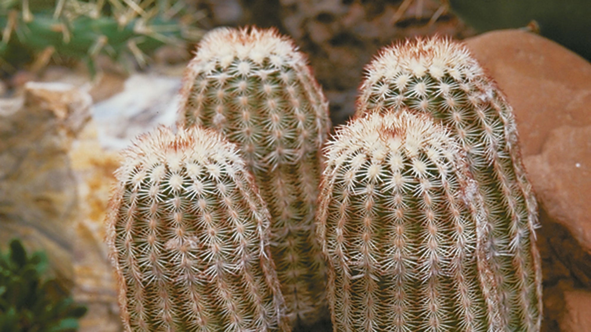 Cacti 101: How to Grow A Hardy Cactus